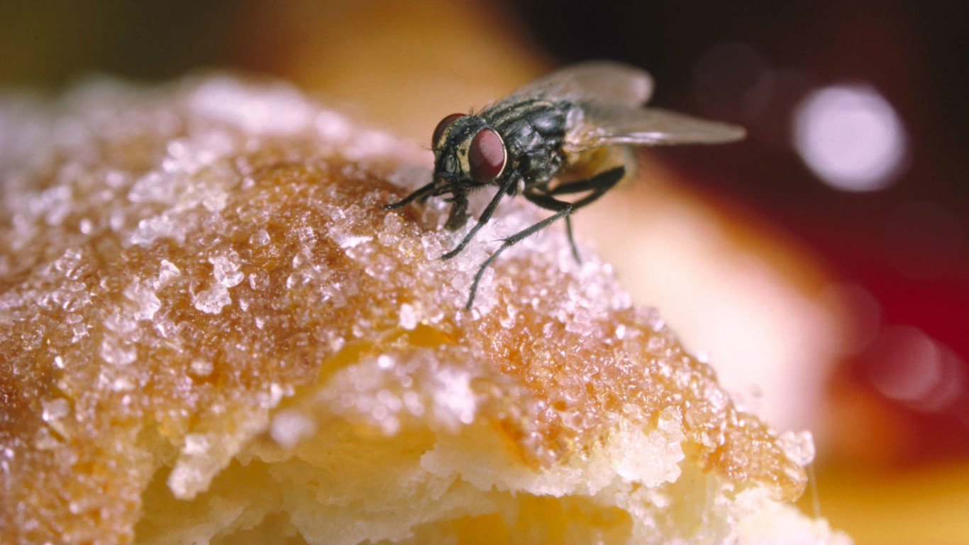 Why you should NEVER eat anything a fly touches!